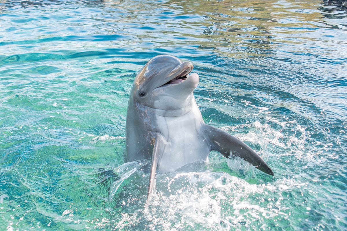 Gulfarium is Making a Splash! - Destin Life | News, Events and ...