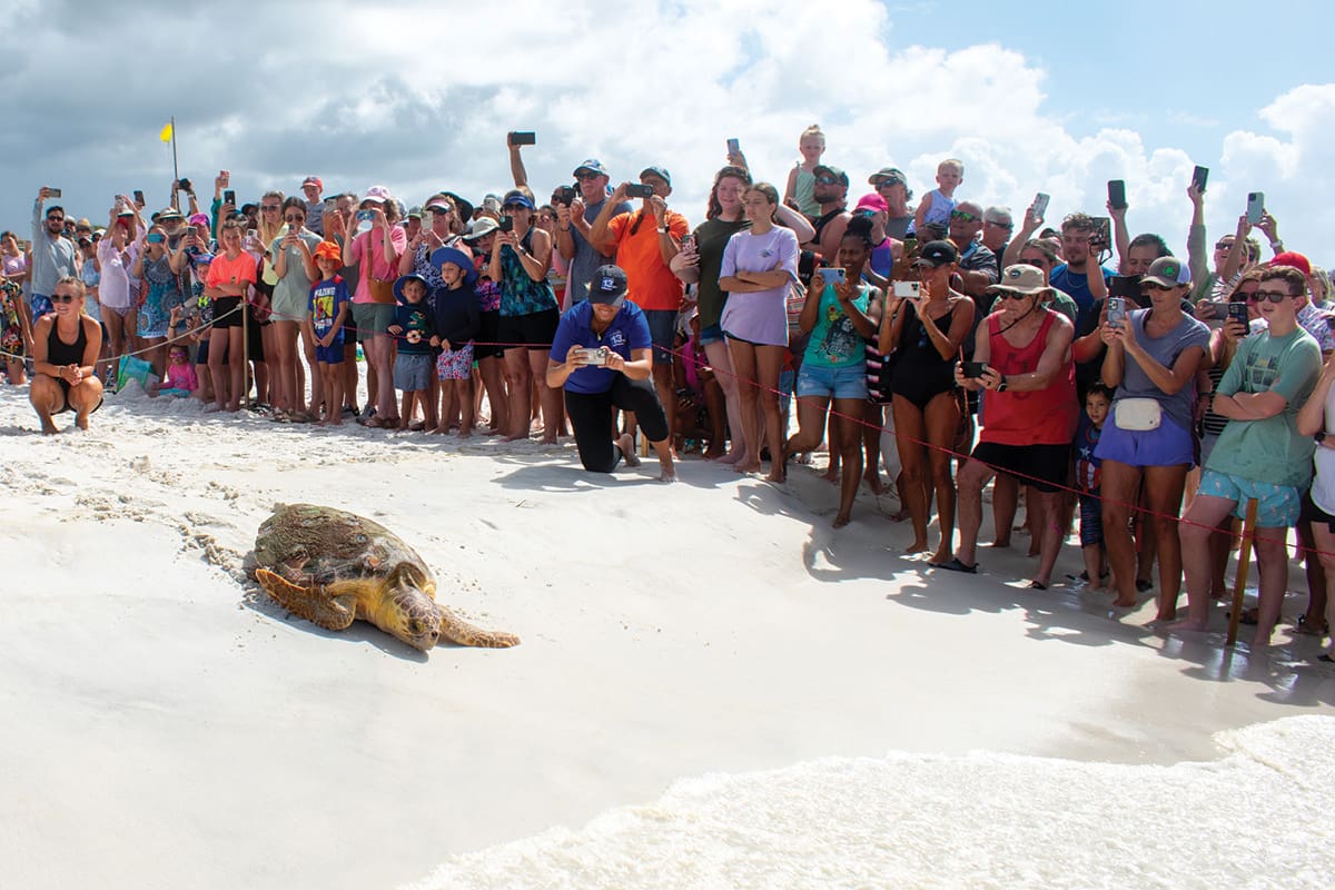Gulfarium C.A.R.E. Center Celebrates Historic Release of Kemp’s Ridley ...