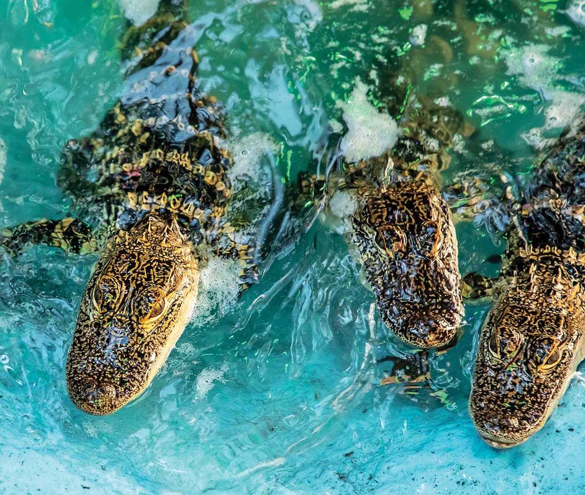 Gators + Food + Booze = Fun at Fudpucker’s GatorFest 2025 - Destin Life ...